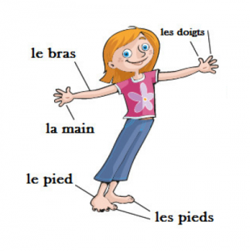 Le corps / the body - Matt French Tutor